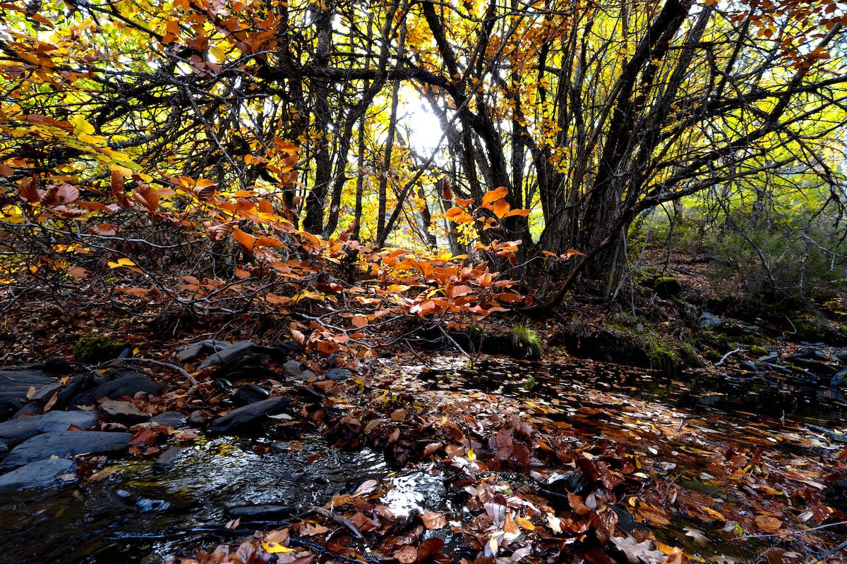 El hayedo de Tejera Negra en Guadalajara - Vagamundos Viajeros